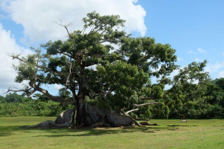 What to See and Do in Vieques, Puerto Rico