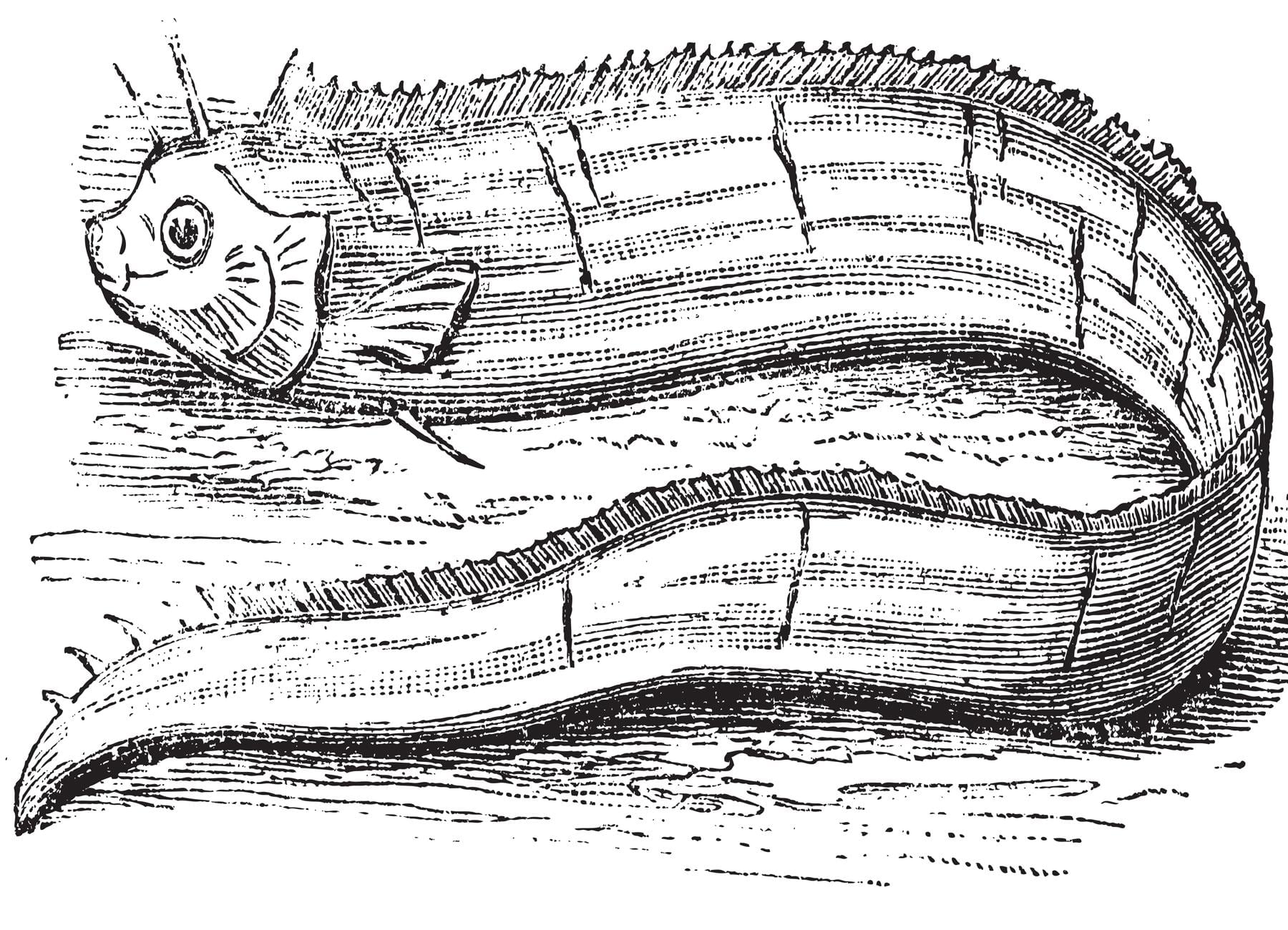How To Tell If There Will Be an Earthquake in Japan