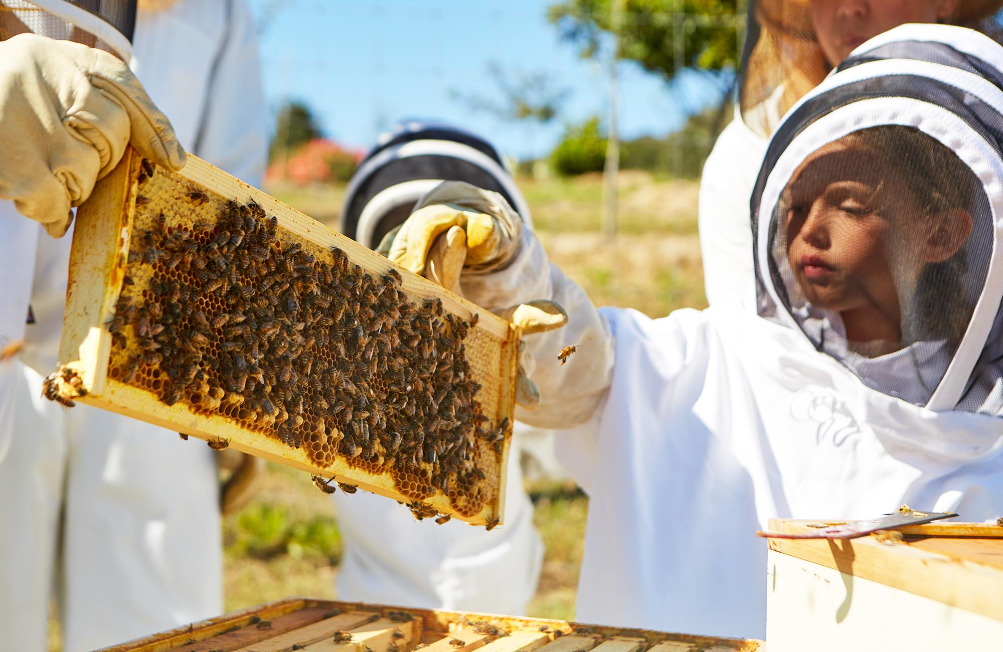 Places and People That Are Trying to Save the Bees