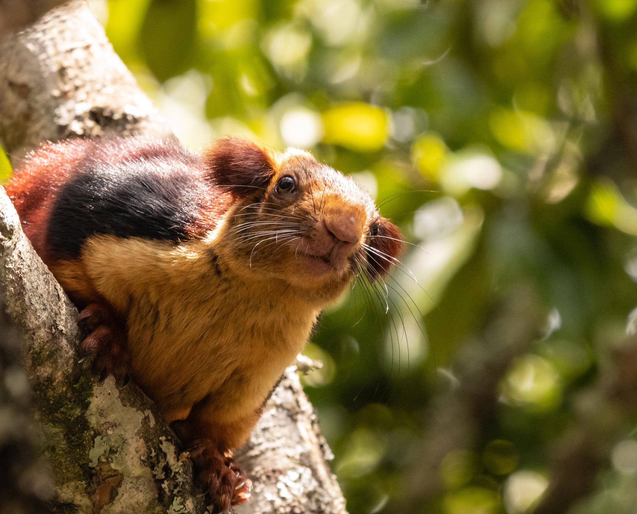 How to See Those Viral Squirrels From the Internet