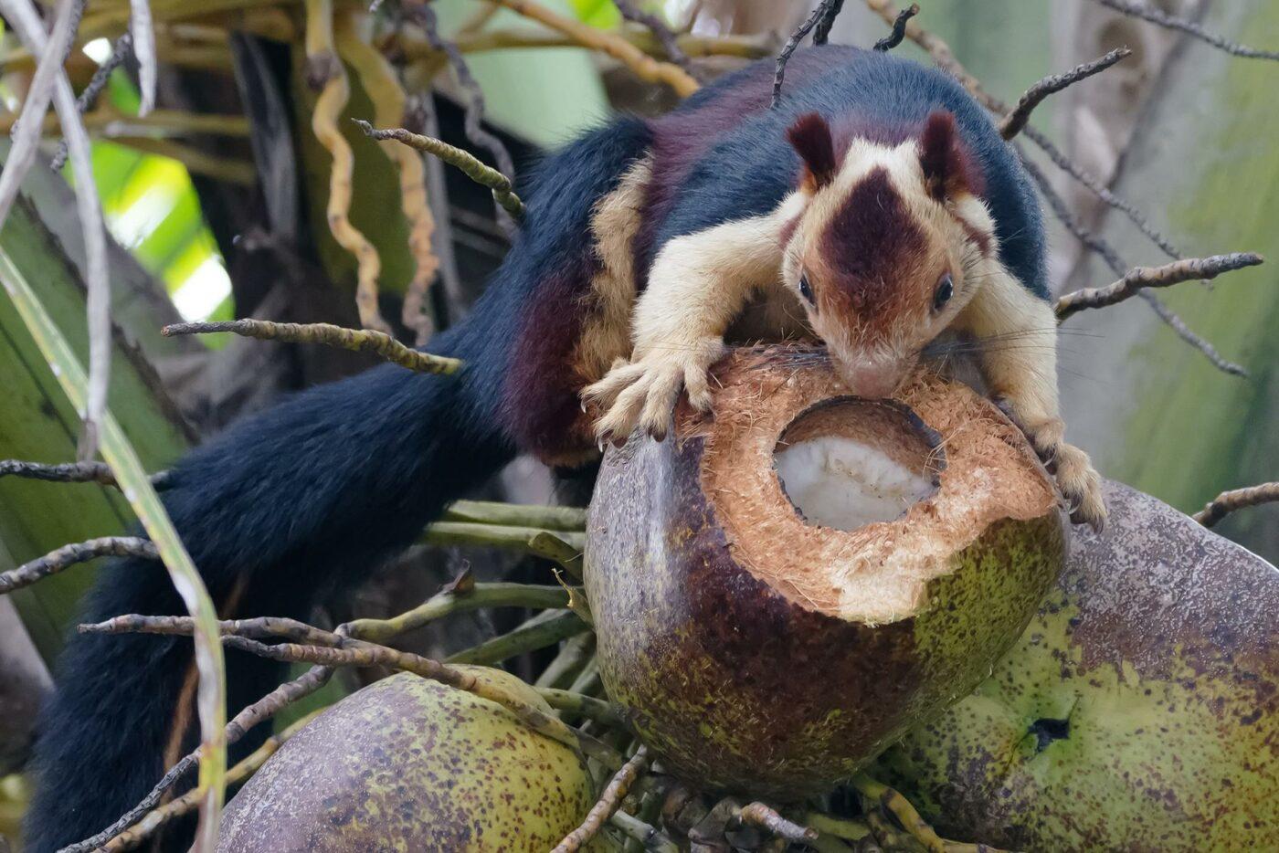 How to See Those Viral Squirrels From the Internet