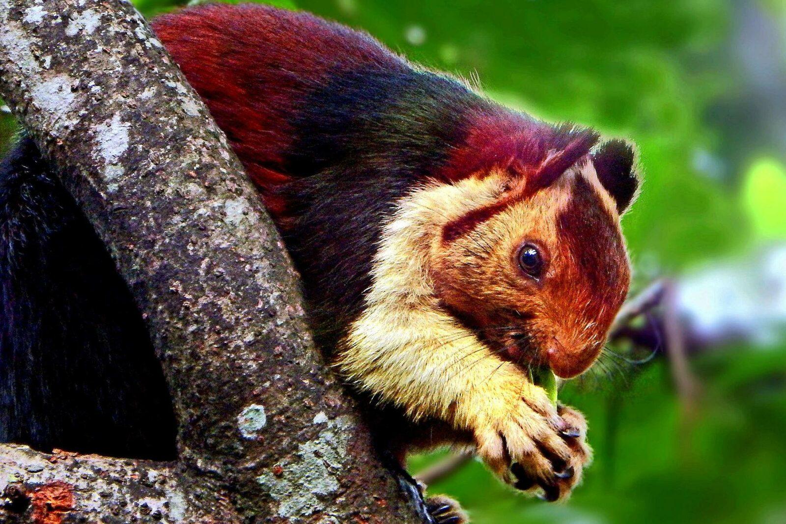 How to See Those Viral Squirrels From the Internet