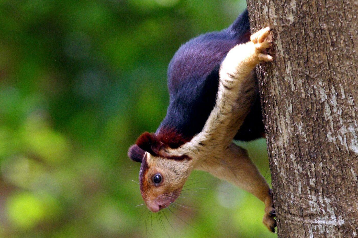 How to See Those Viral Squirrels From the Internet