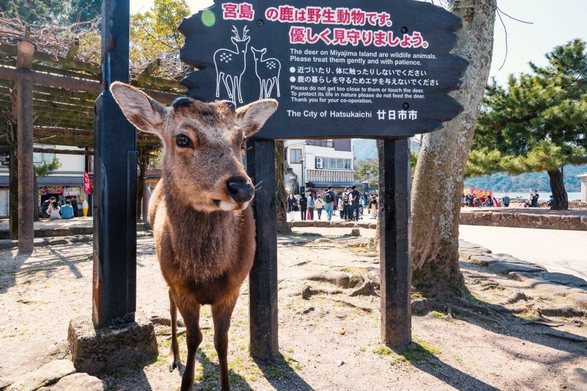 Miyajima Island Is Full of Deer and Is One of the Best Things to See in ...