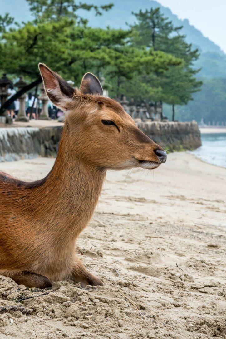 Miyajima Island Is Full of Deer and Is One of the Best Things to See in ...