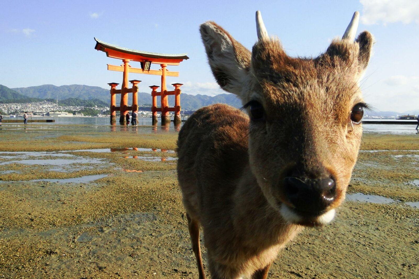Miyajima Island Is Full of Deer and Is One of the Best Things to See in ...