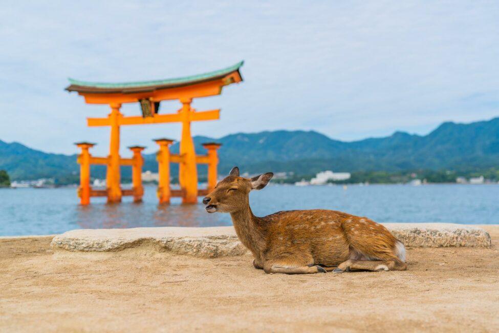 Miyajima Island Is Full of Deer and Is One of the Best Things to See in ...