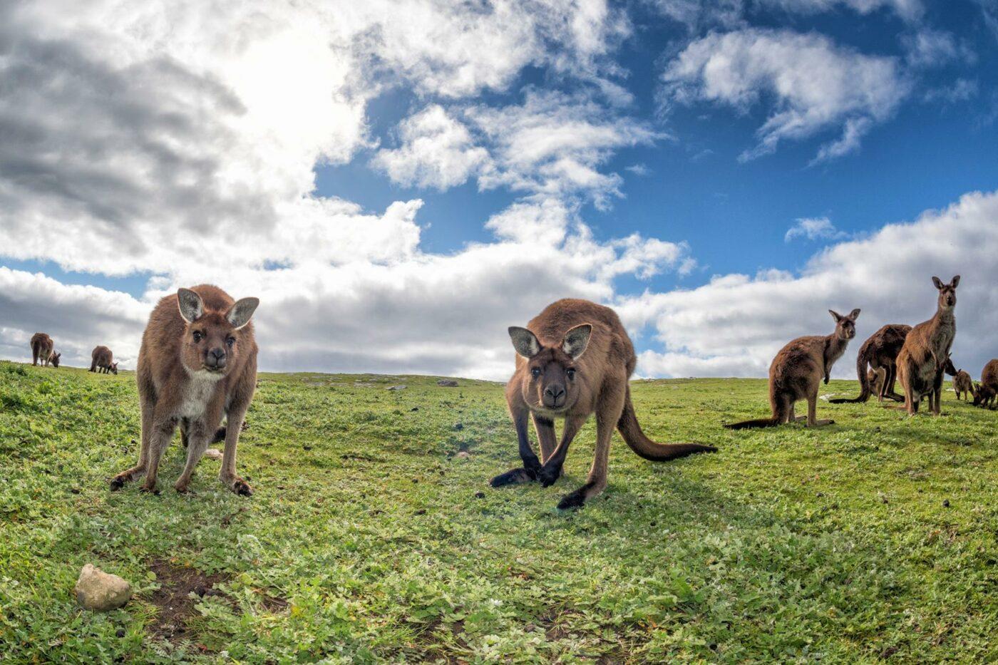 Best Places To See Animals With My Family