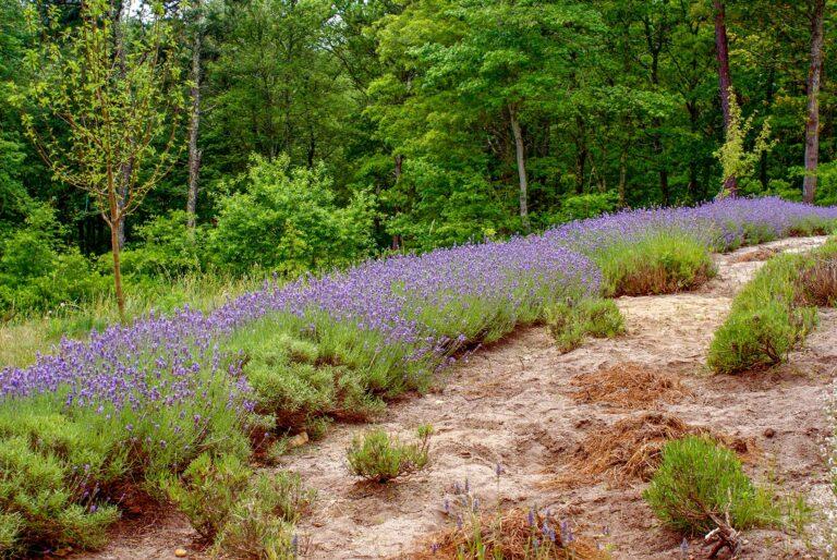11 U.S. Lavender Farms You Can Visit