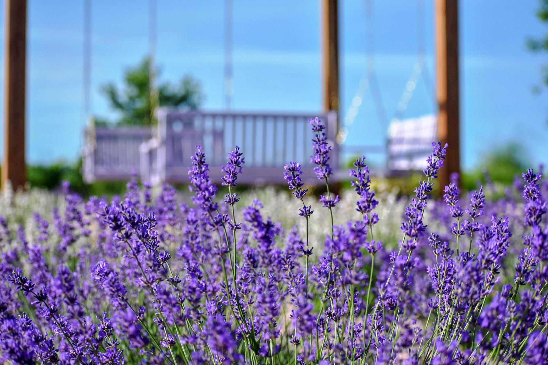 11 U.S. Lavender Farms You Can Visit