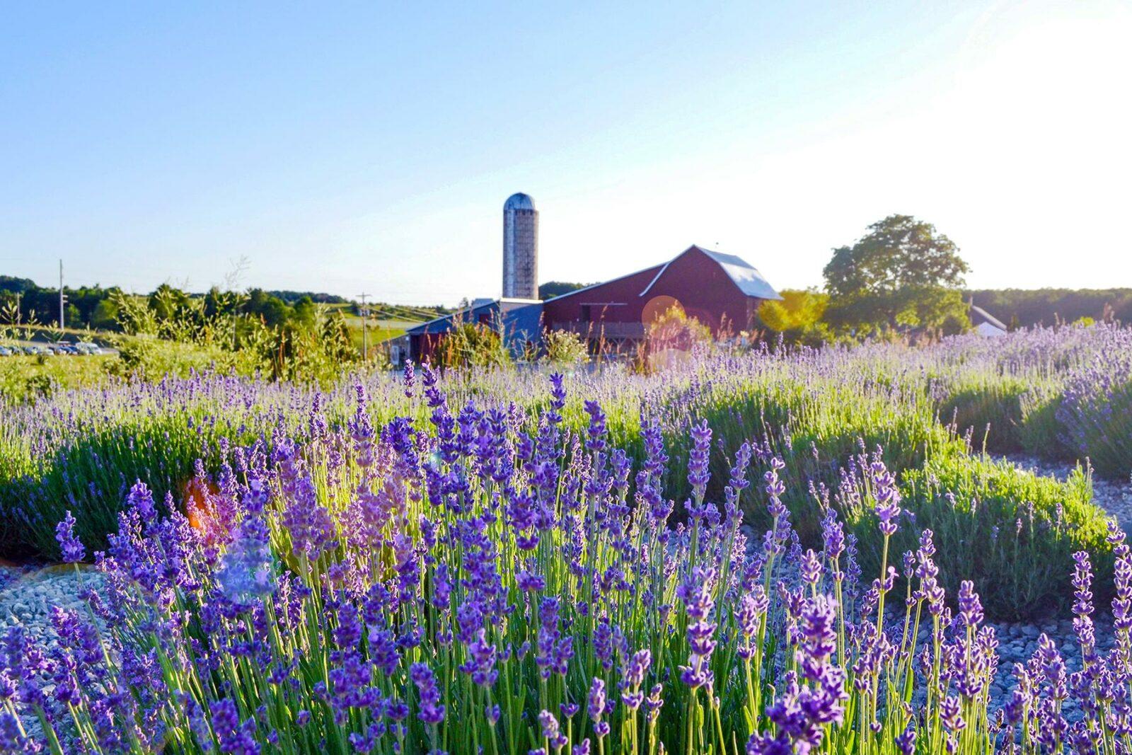 11 U.S. Lavender Farms You Can Visit