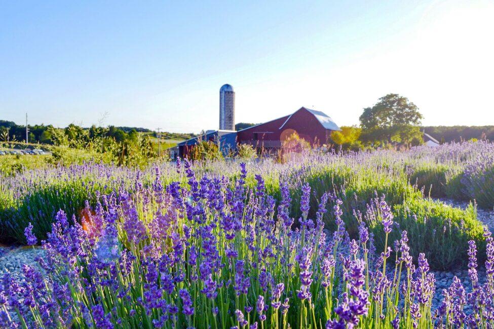 11 U.S. Lavender Farms You Can Visit