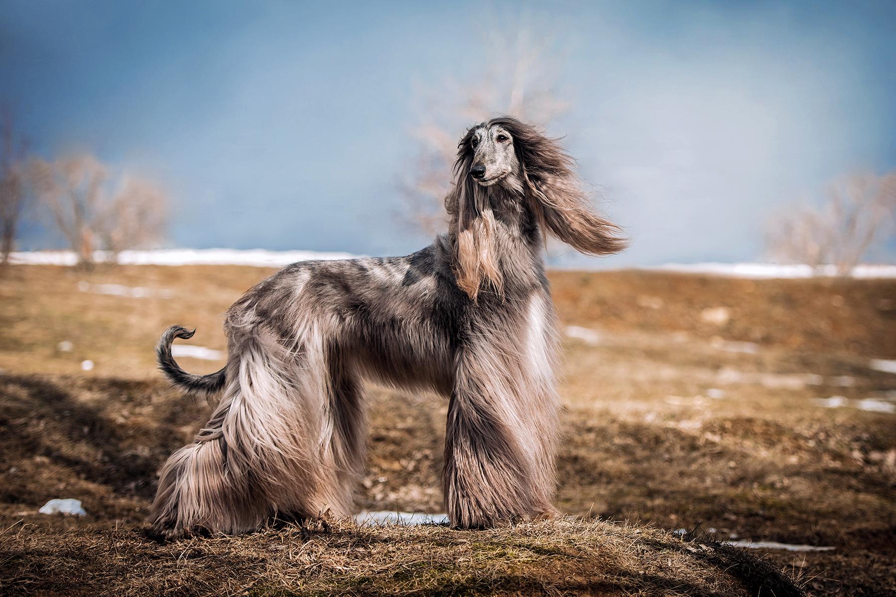 National Dogs of Different Countries