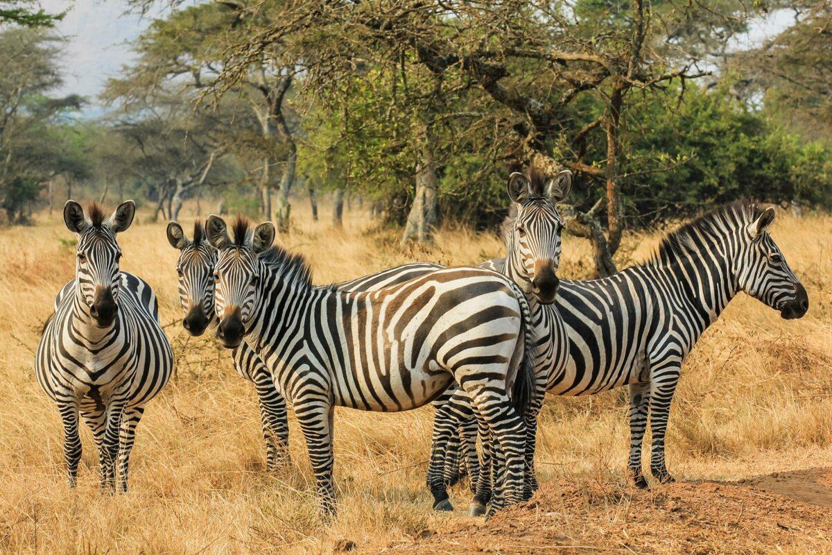 11 Animal Excursions in Uganda