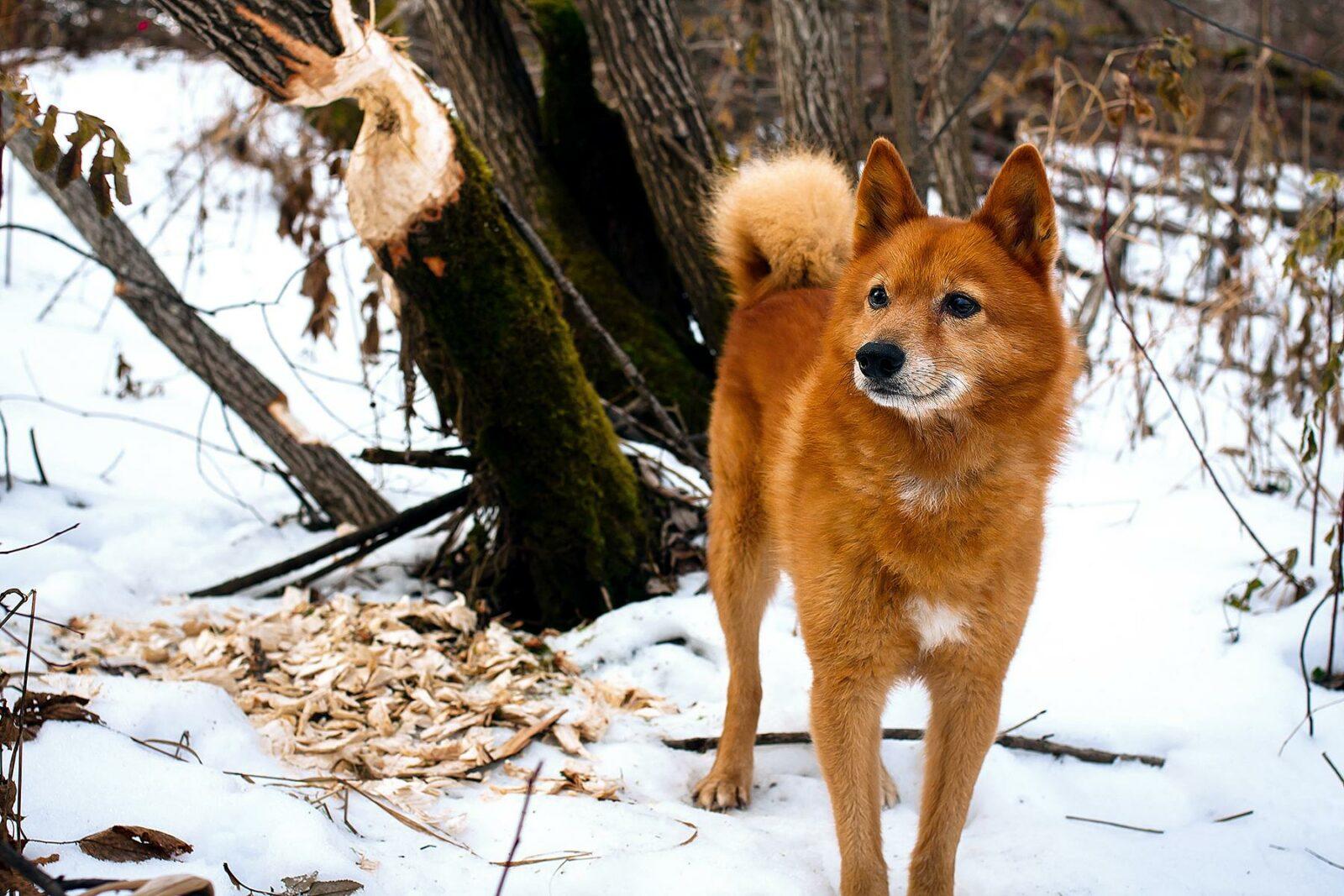 National Dogs of Different Countries