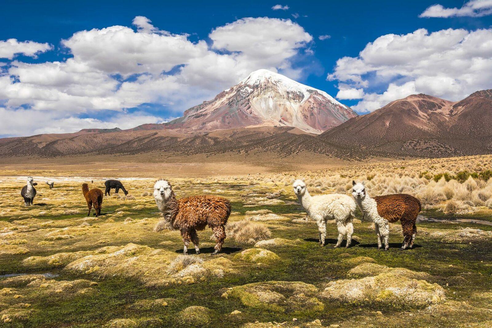 Reasons to Visit Bolivia