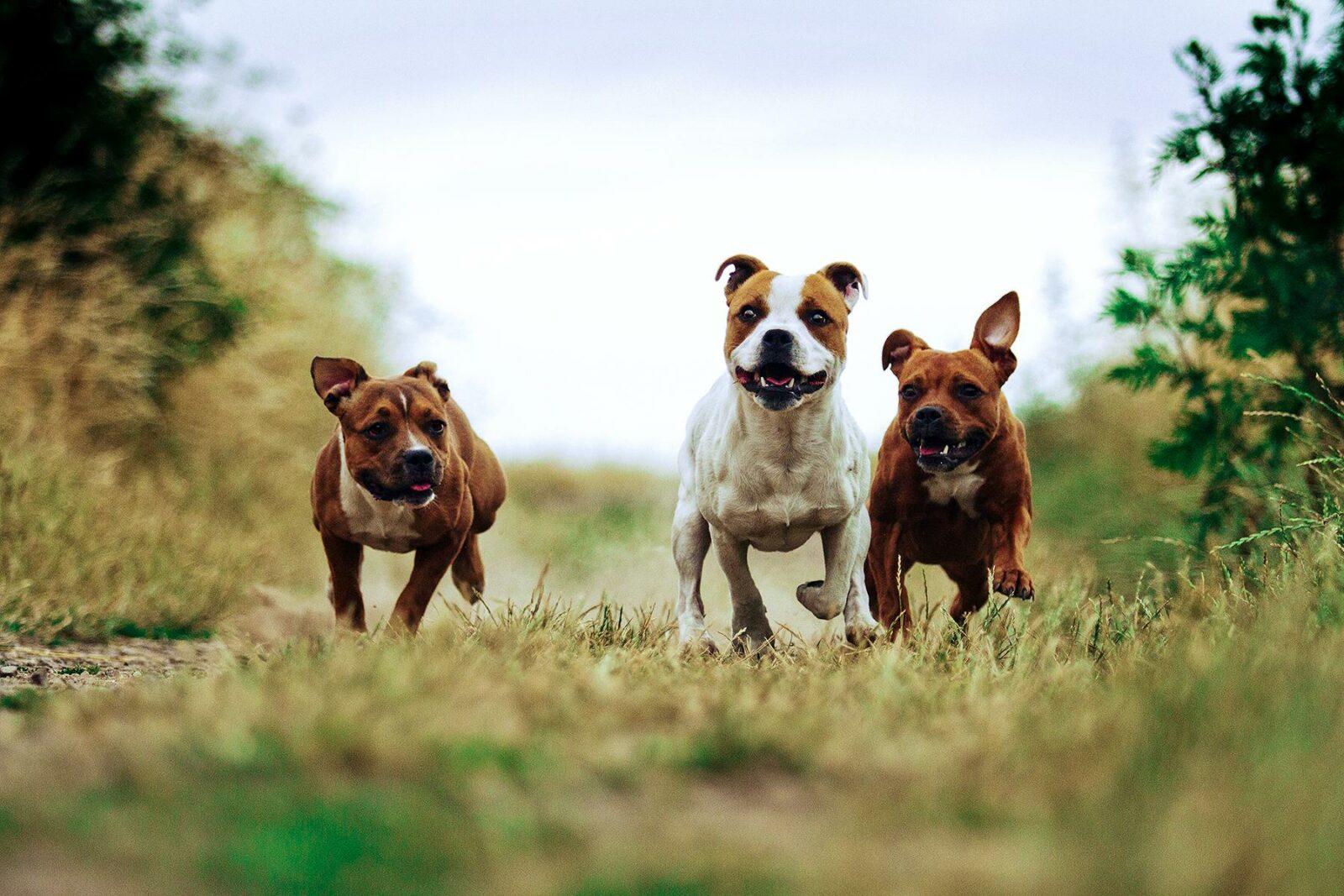 National Dogs of Different Countries