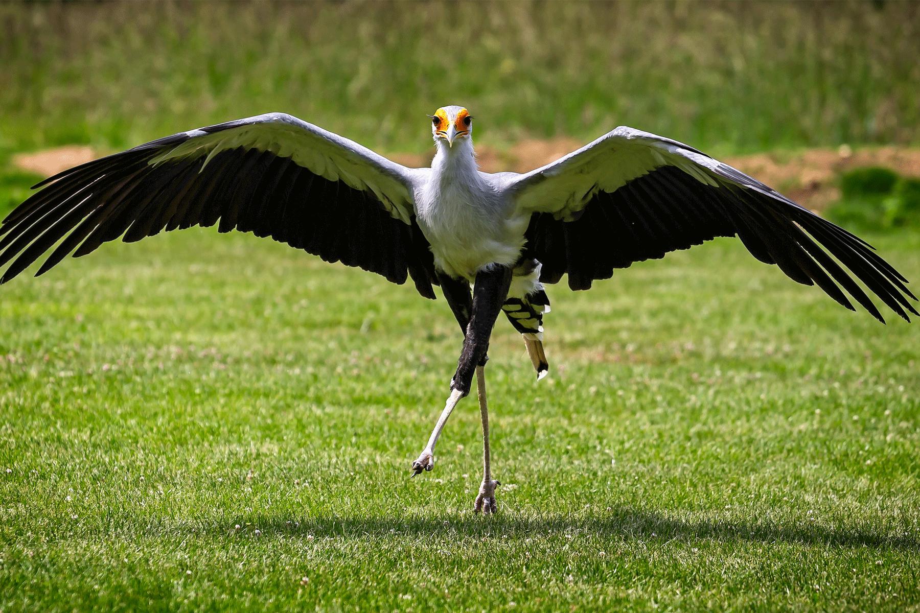 Where to Find the Beautiful Secretary Bird