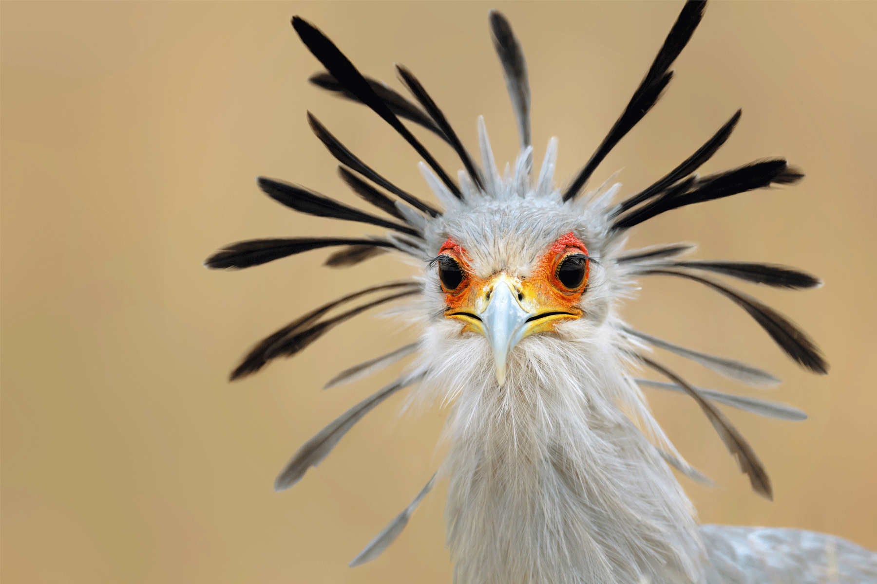 Where to Find the Beautiful Secretary Bird