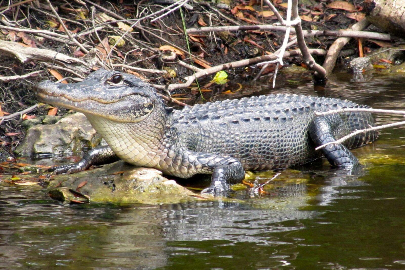 Alligators in Florida Are Climbing Fences and Swimming Through Streets