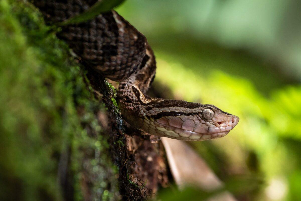Why People Are Obessed with the Darien Gap, A Tiny Patch of Jungle in ...
