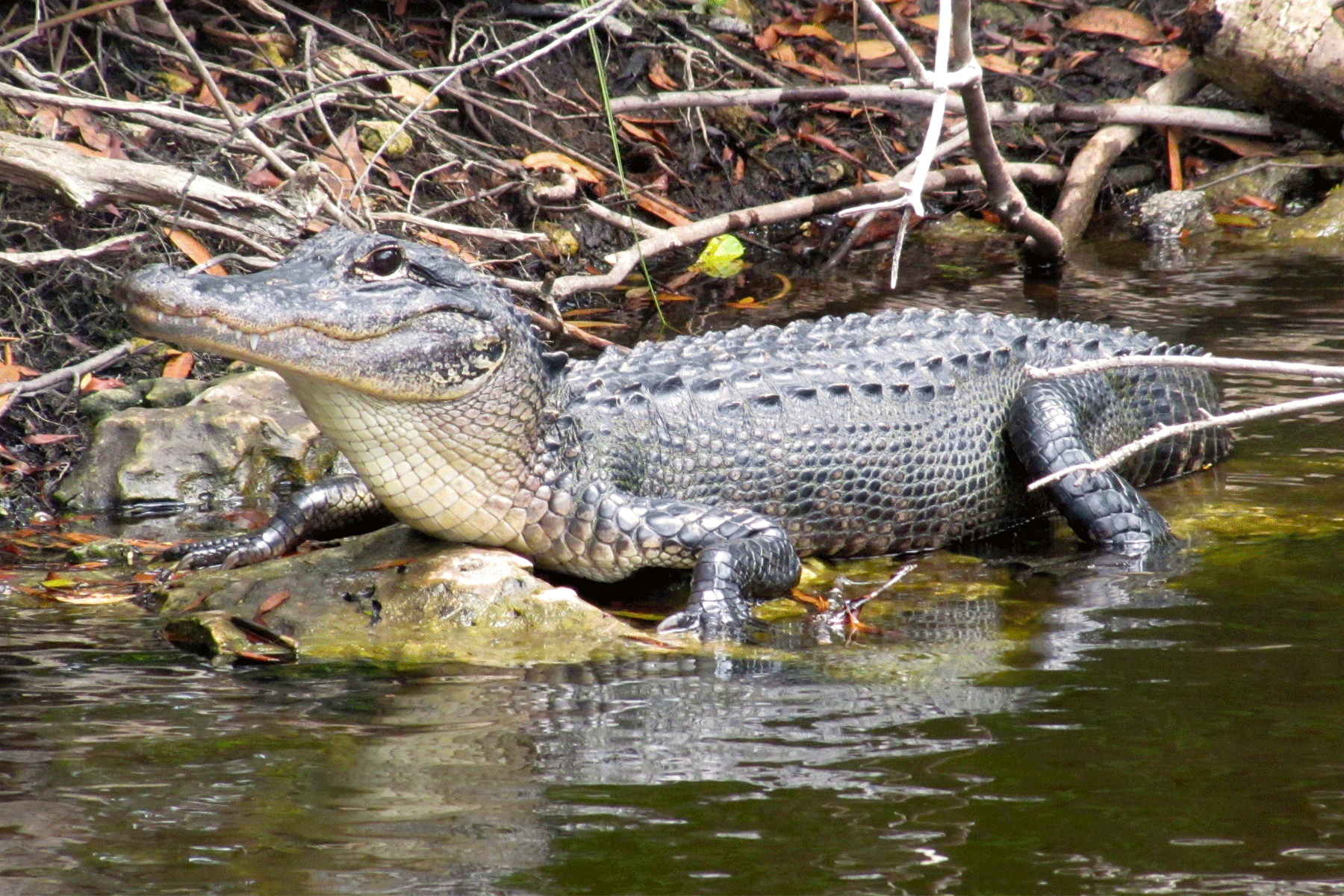 Alligators in Florida Are Climbing Fences and Swimming Through Streets