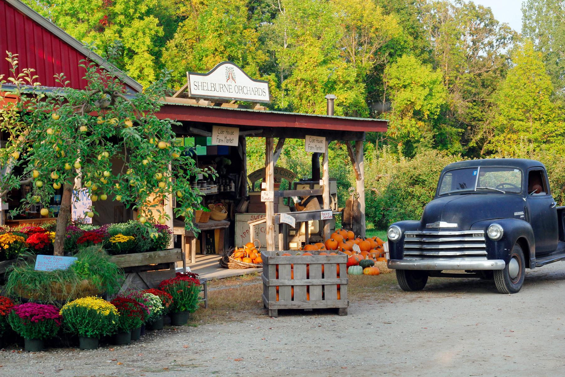 11 Orchards to Go Apple Picking This Fall