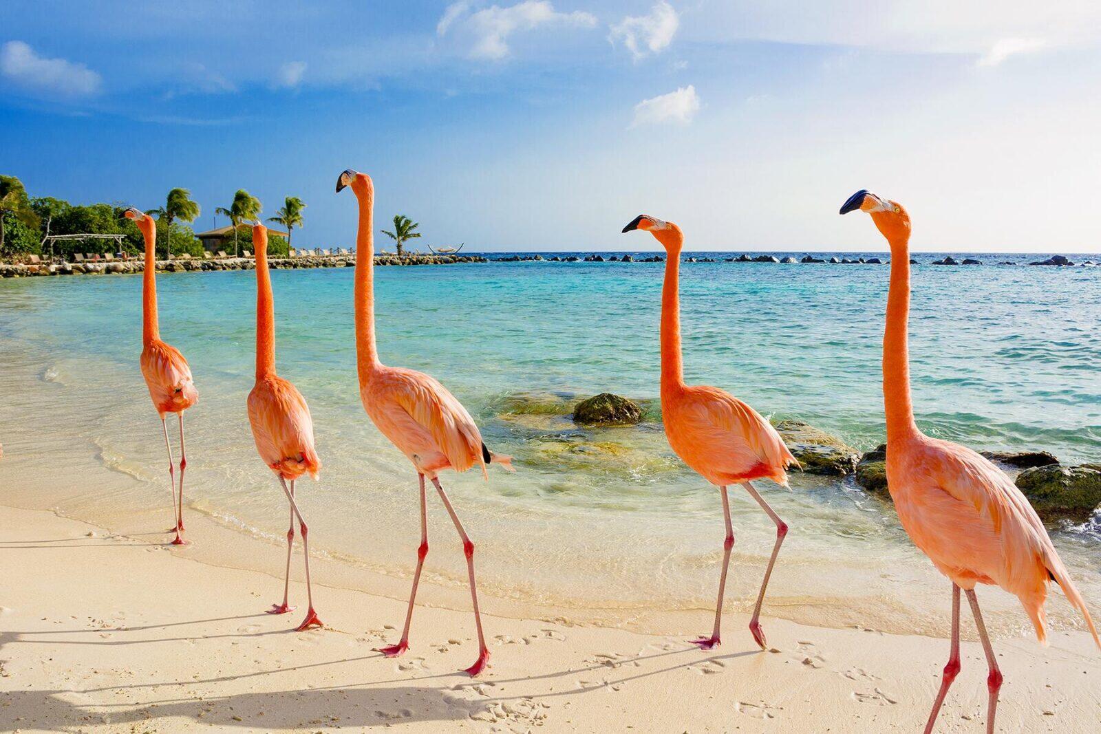How to Plan a Trip to Aruba, Bonaire, and Curacao (the ABC Islands of ...