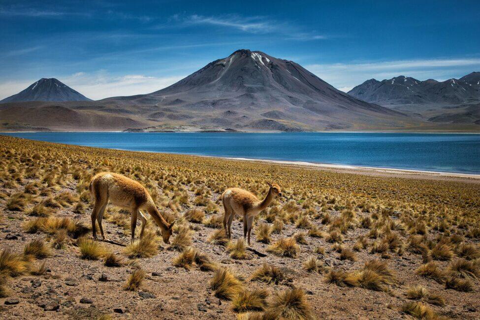 Everything You Need to Know About the Atacama Desert