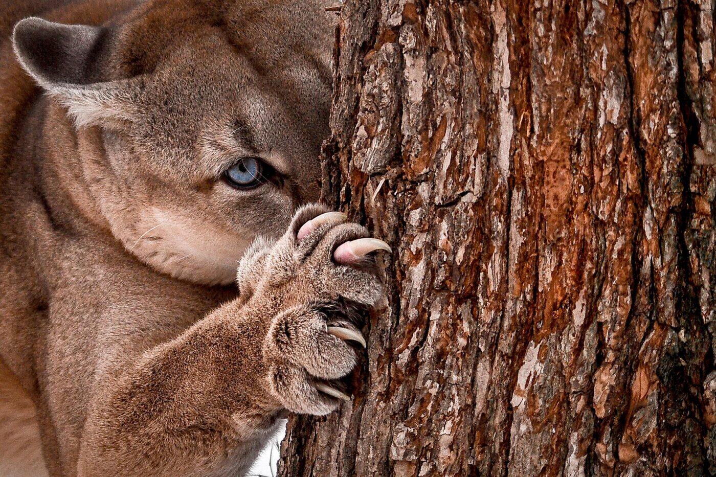 The Most Frightening and Dangerous Wild Animals in North America