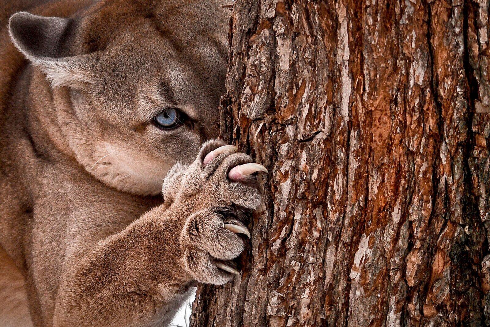 The Most Frightening and Dangerous Wild Animals in North America