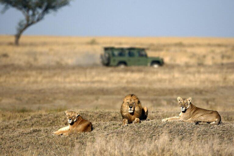 15 of the Most Extreme Safari Stories