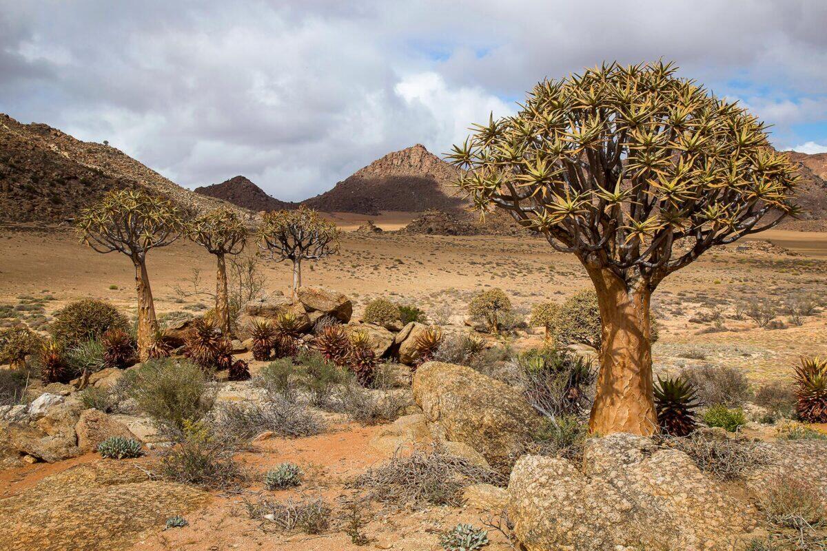 11 Incredible Trees Around the World