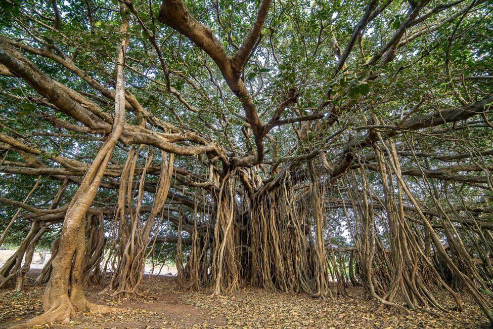 11 Incredible Trees Around the World