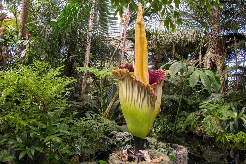 Where to See 10 of the World’s Strangest Plants