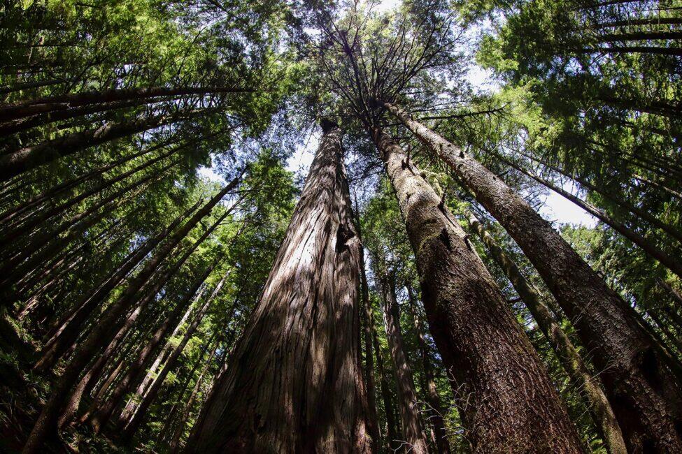 11 Incredible Trees Around the World