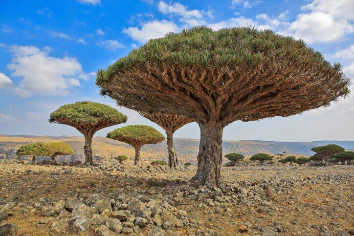 11 Incredible Trees Around the World