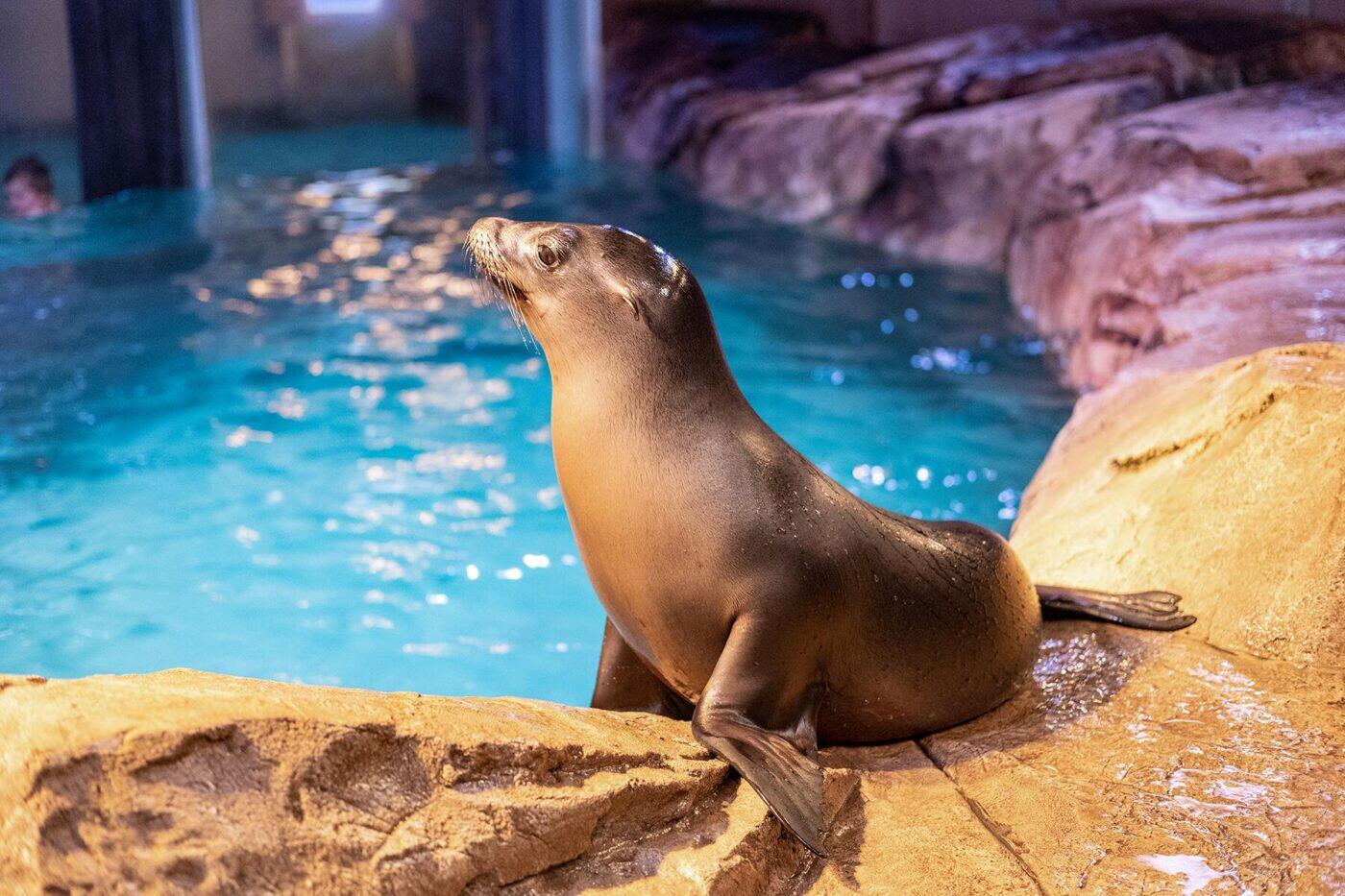 Animal Live Streams to Watch While You're Self-Isolating