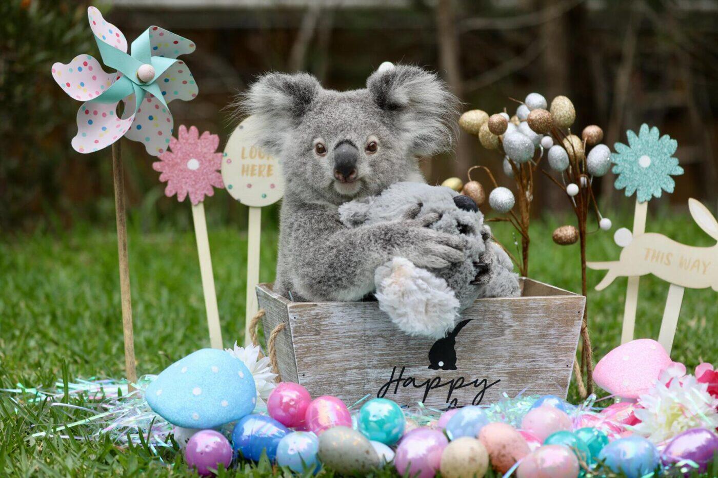 #NotBadNews: A Koala Celebrates Her First Easter