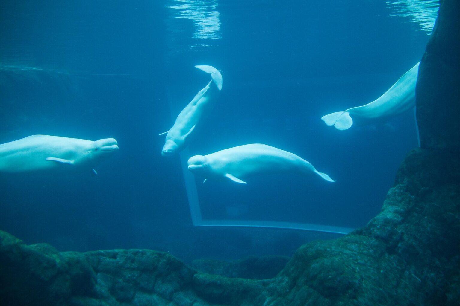 Animal Live Streams to Watch While You're Self-Isolating