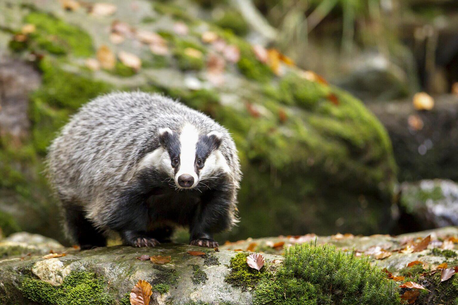 10 Woodland Creatures As Characters You’ll Meet on Your Journey Through ...