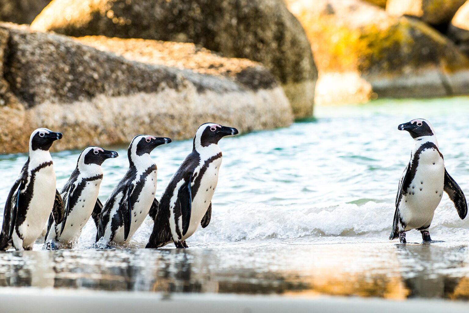 How Animals Live in Big Cities