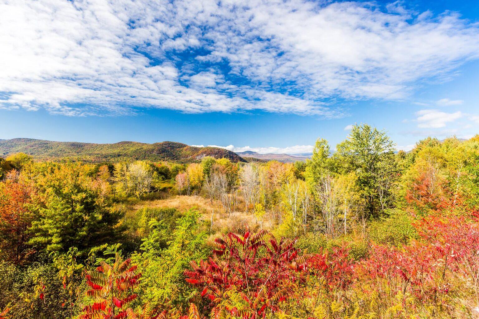 10 of the United States’ Most Beautiful Forests—Ranked