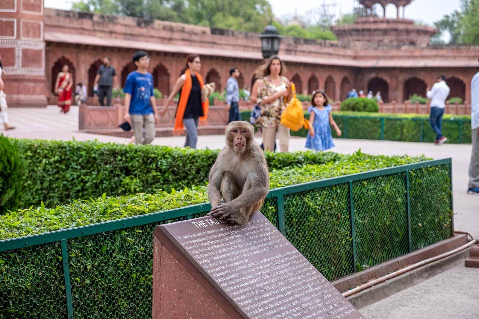 How Animals Live in Big Cities