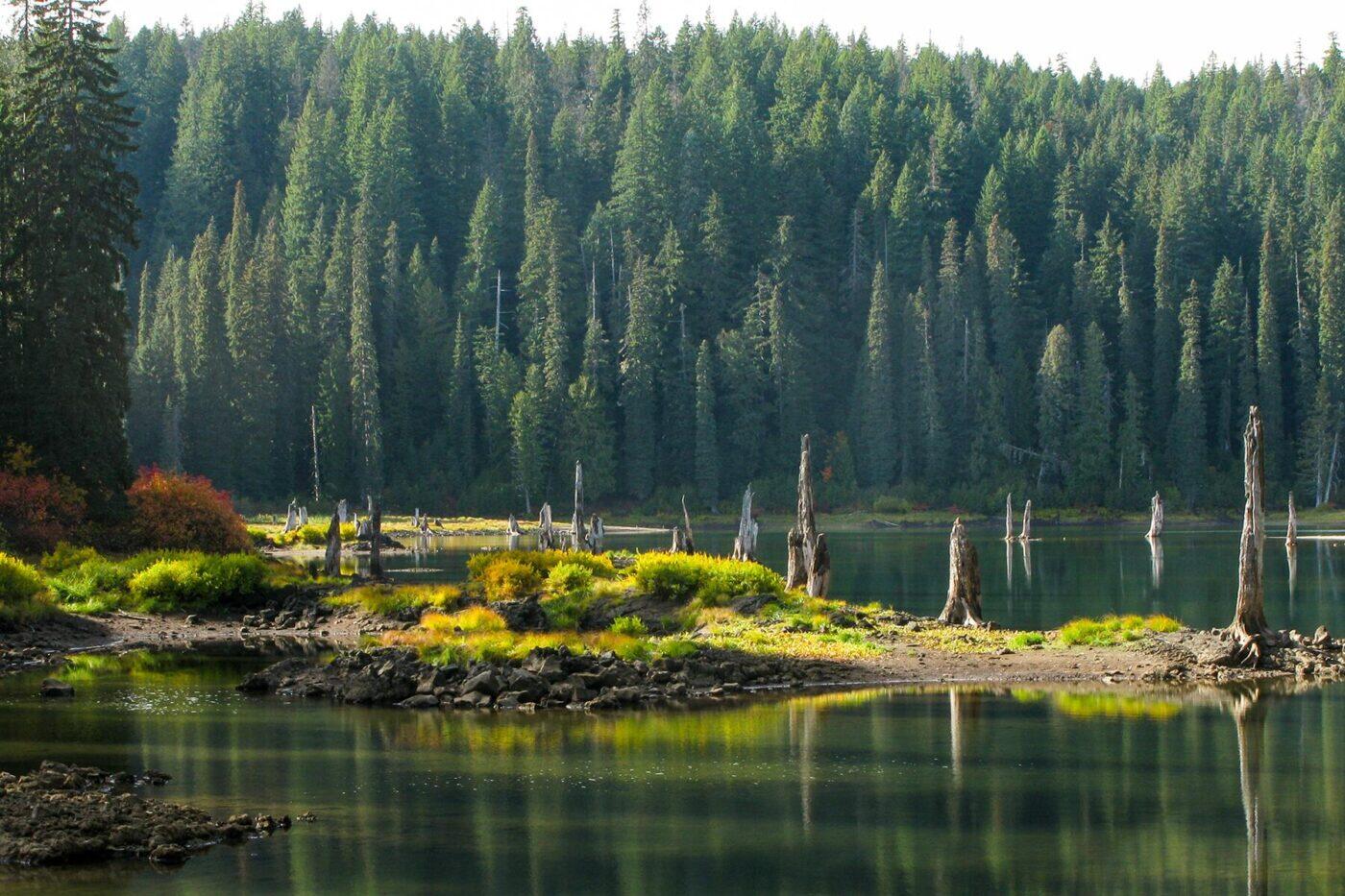 10 of the United States’ Most Beautiful Forests—Ranked