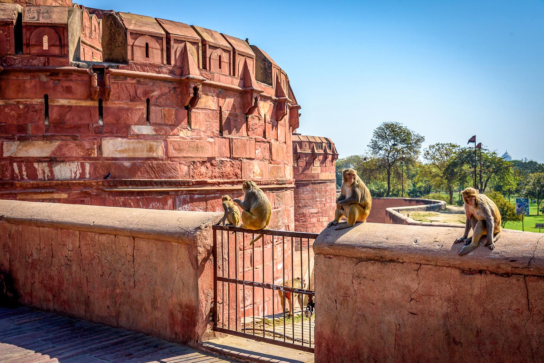 How Animals Live in Big Cities