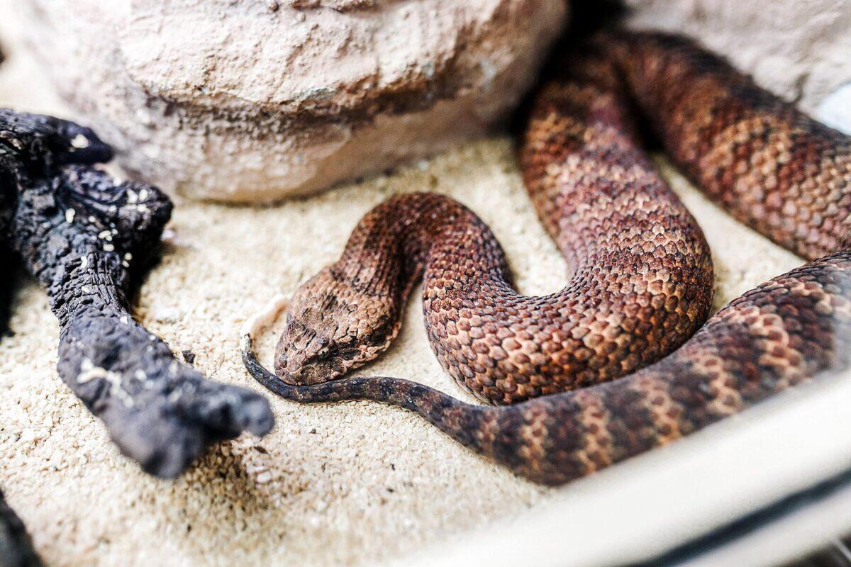 What Are the Most Poisonous Snakes in the World?