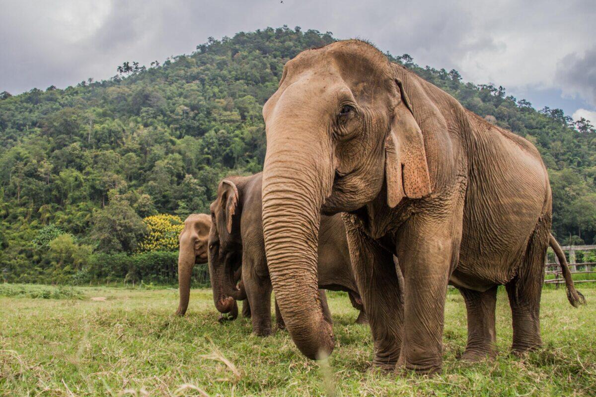 Elephant Tourism Is Way More Complex Than You'd Imagine: The Thailand ...