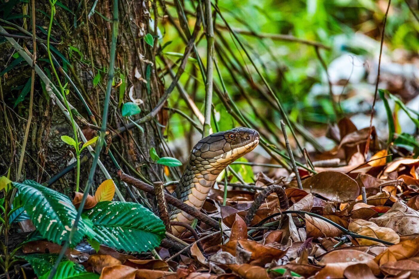 What Are the Most Poisonous Snakes in the World?