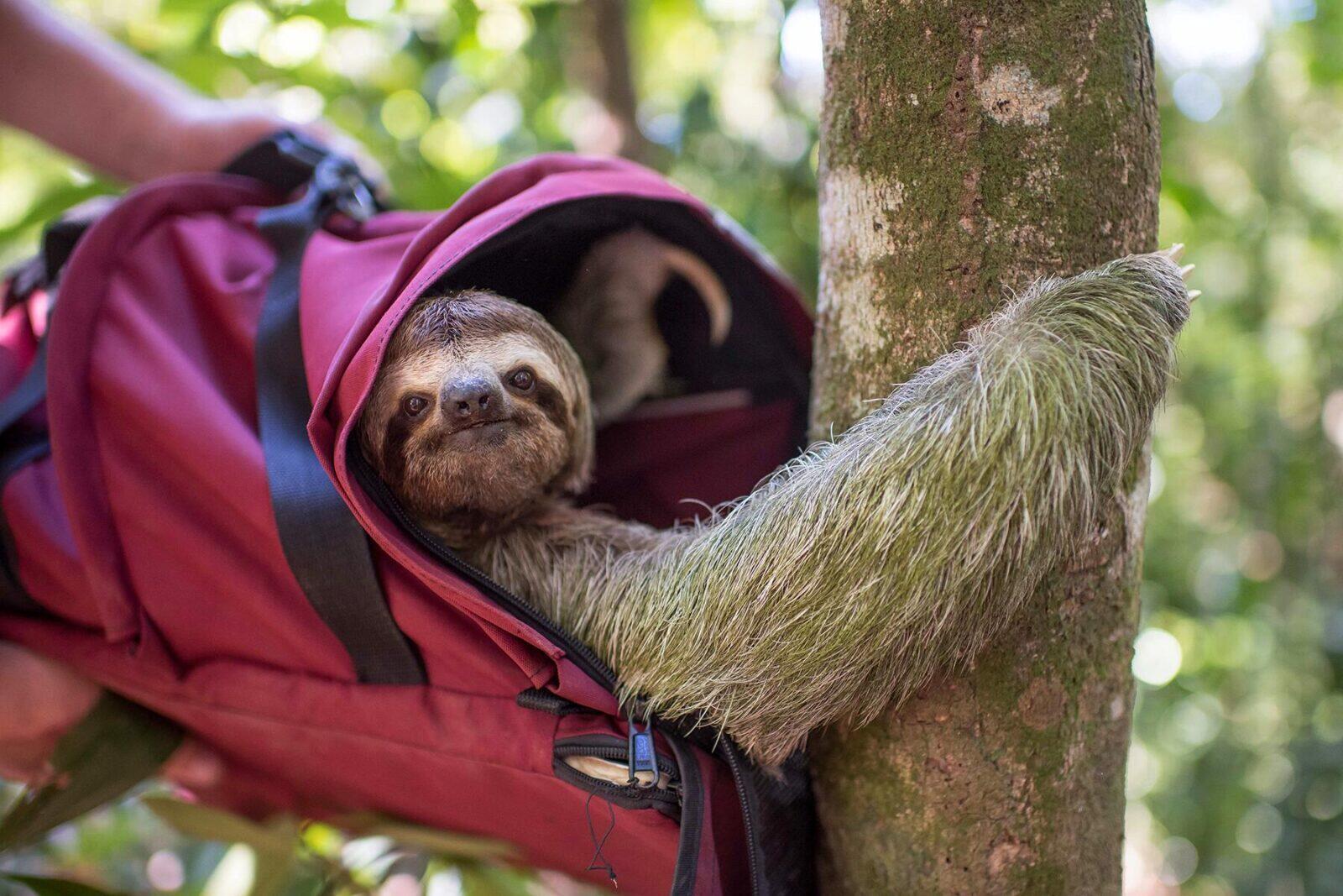 Some of the Best Wildlife Conservation Centers Around the World